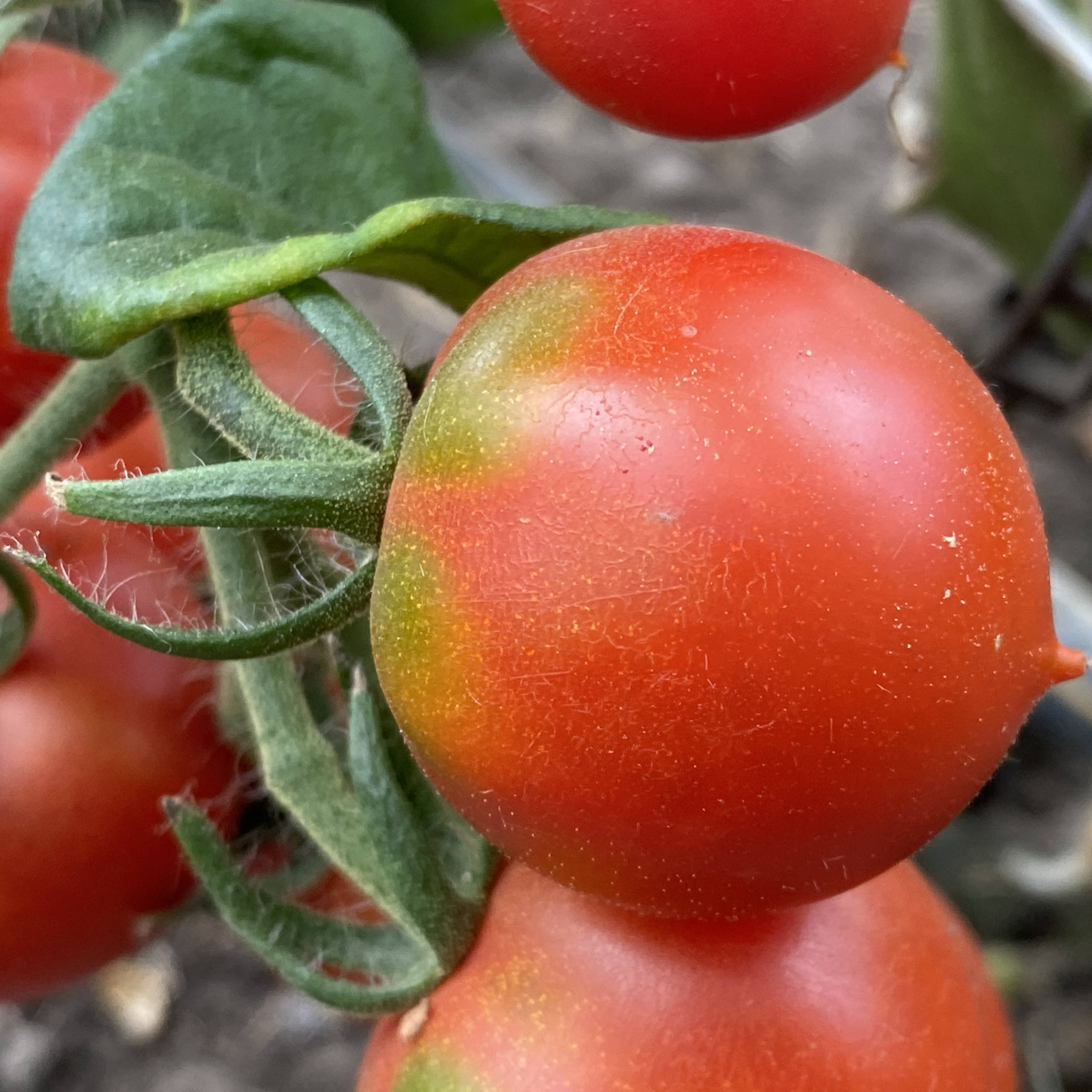 Saatgut / Samen von der Tomate Rancho Solito