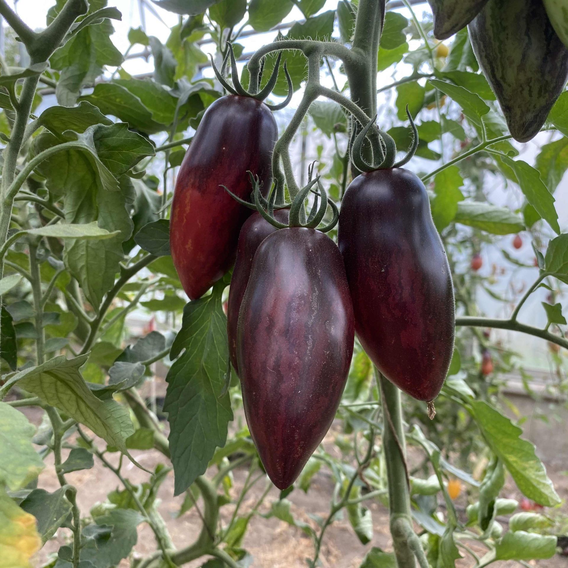 Saatgut / Samen von der Tomate Slivka Gurman