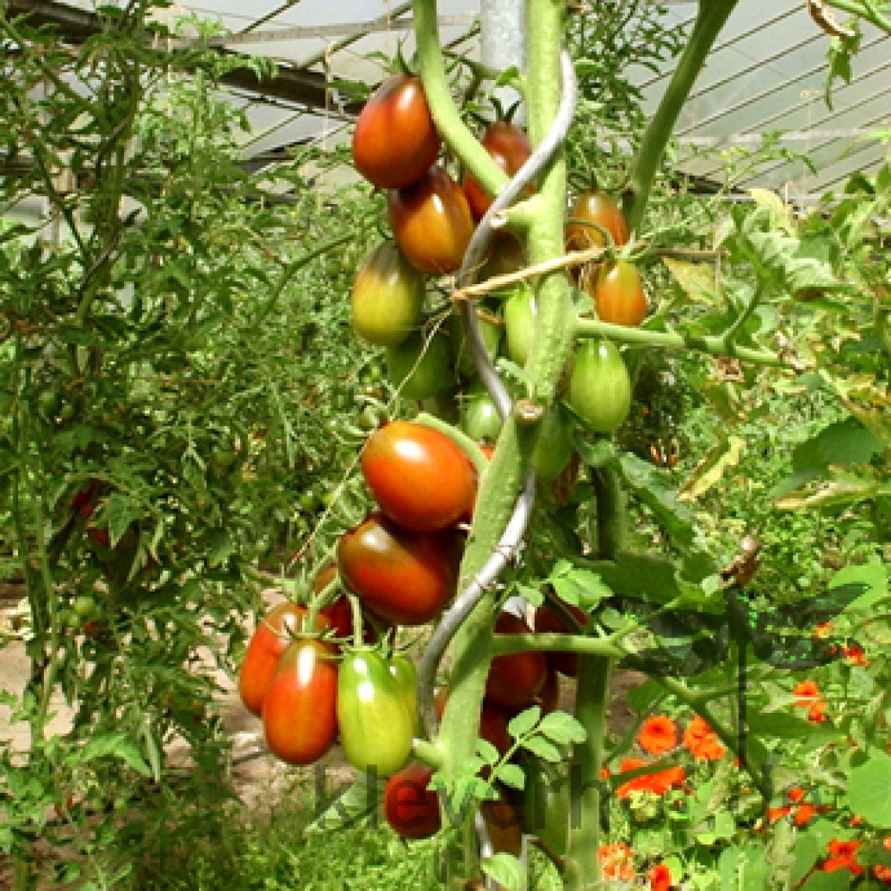 Saatgut / Samen von der Tomate Schwarze Pflaume