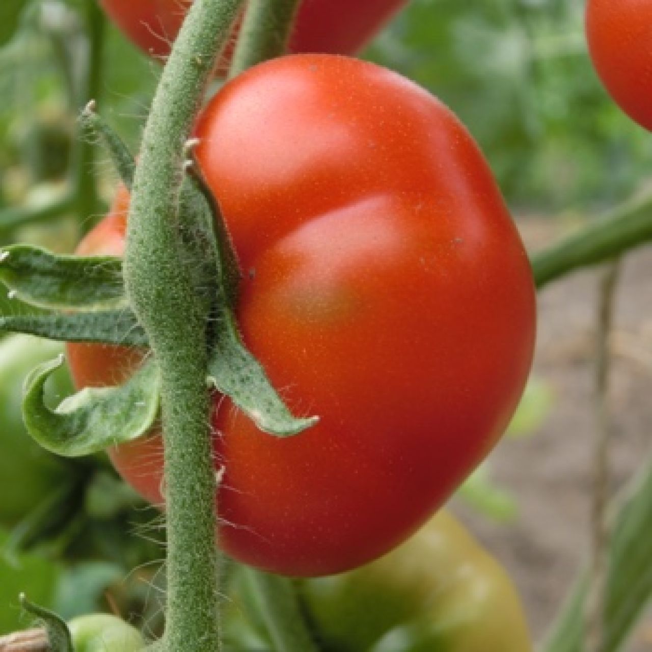 Saatgut / Samen von der Tomate Marglobe