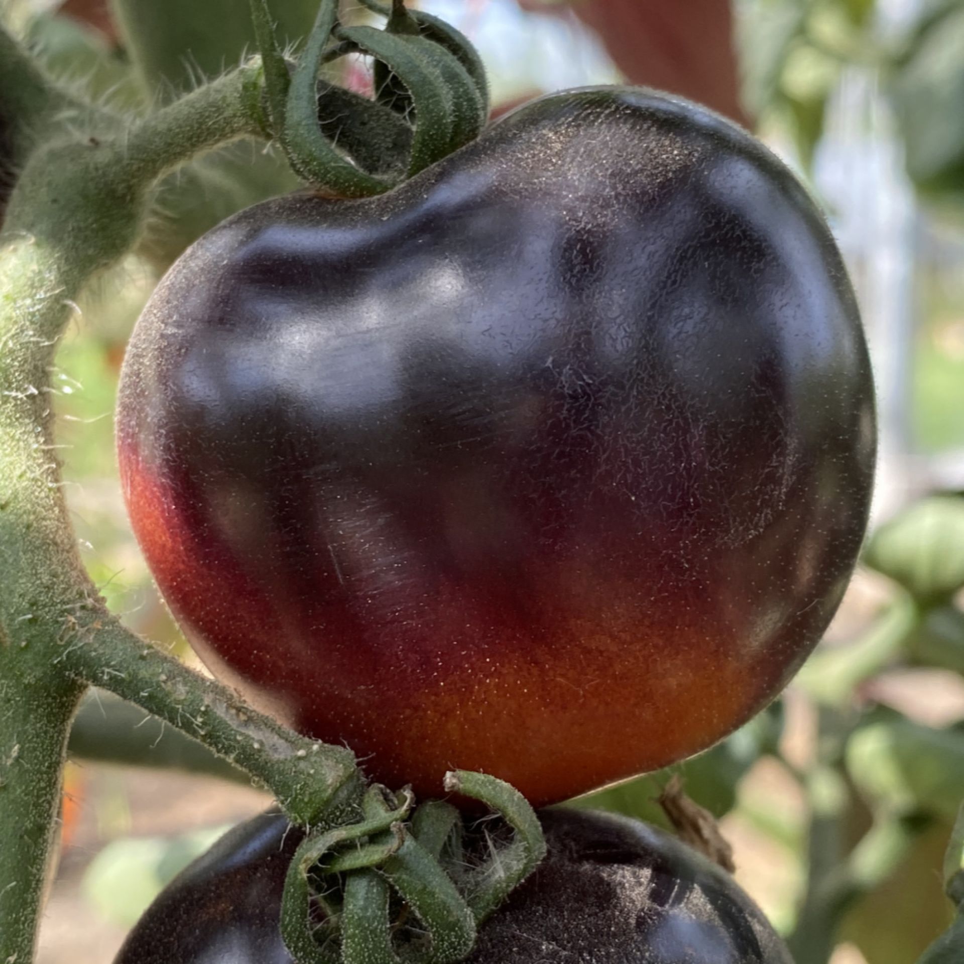 Saatgut / Samen von der Tomate JL Midnight Select