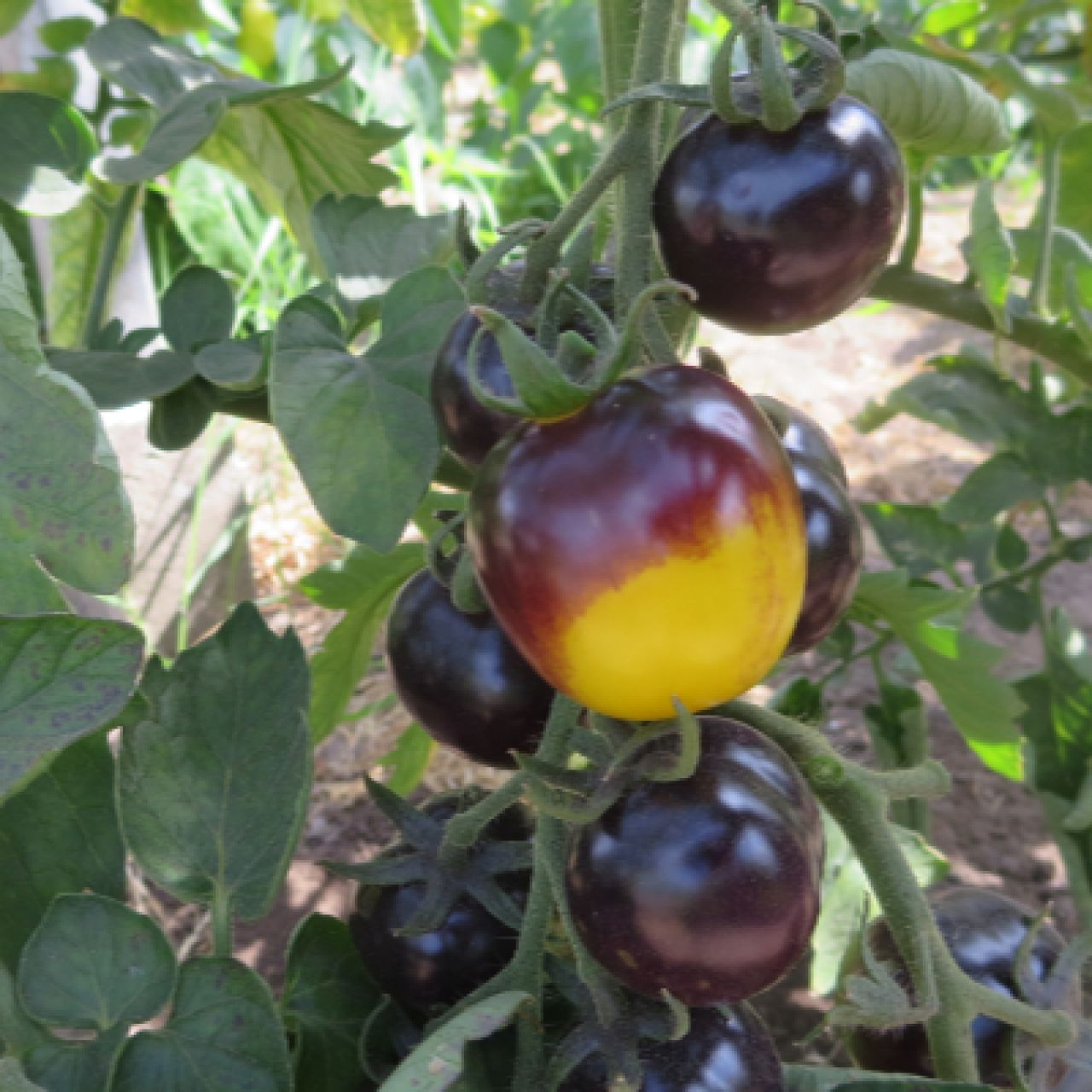 Saatgut / Samen von der Tomate Bosque Blue Bumblebee
