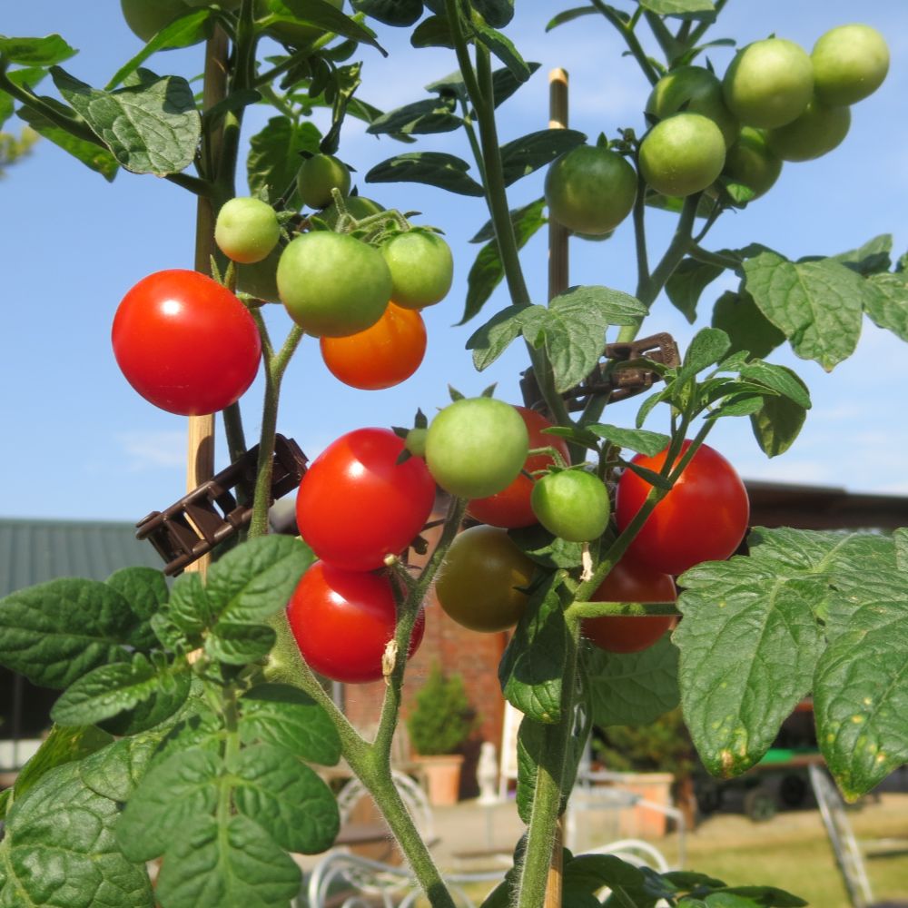 Saatgut / Samen von der Tomate Red Robin