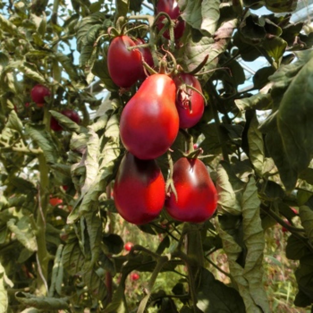 Saatgut / Samen von der Tomate Black Keyes