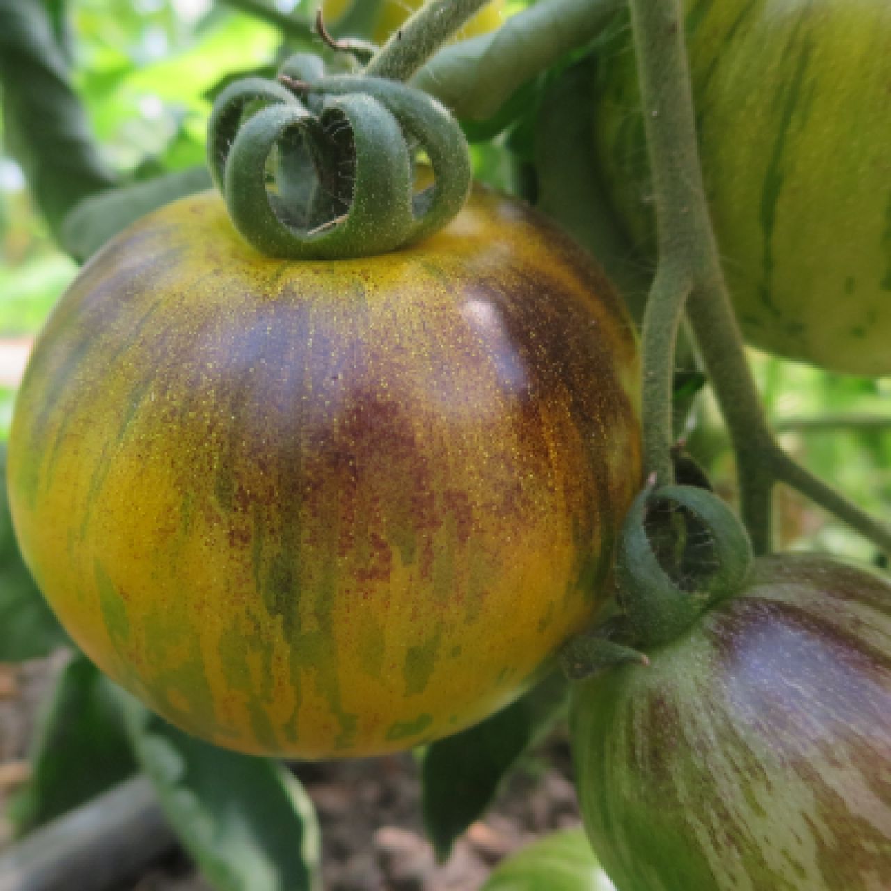 Saatgut / Samen von der Tomate Primary Color