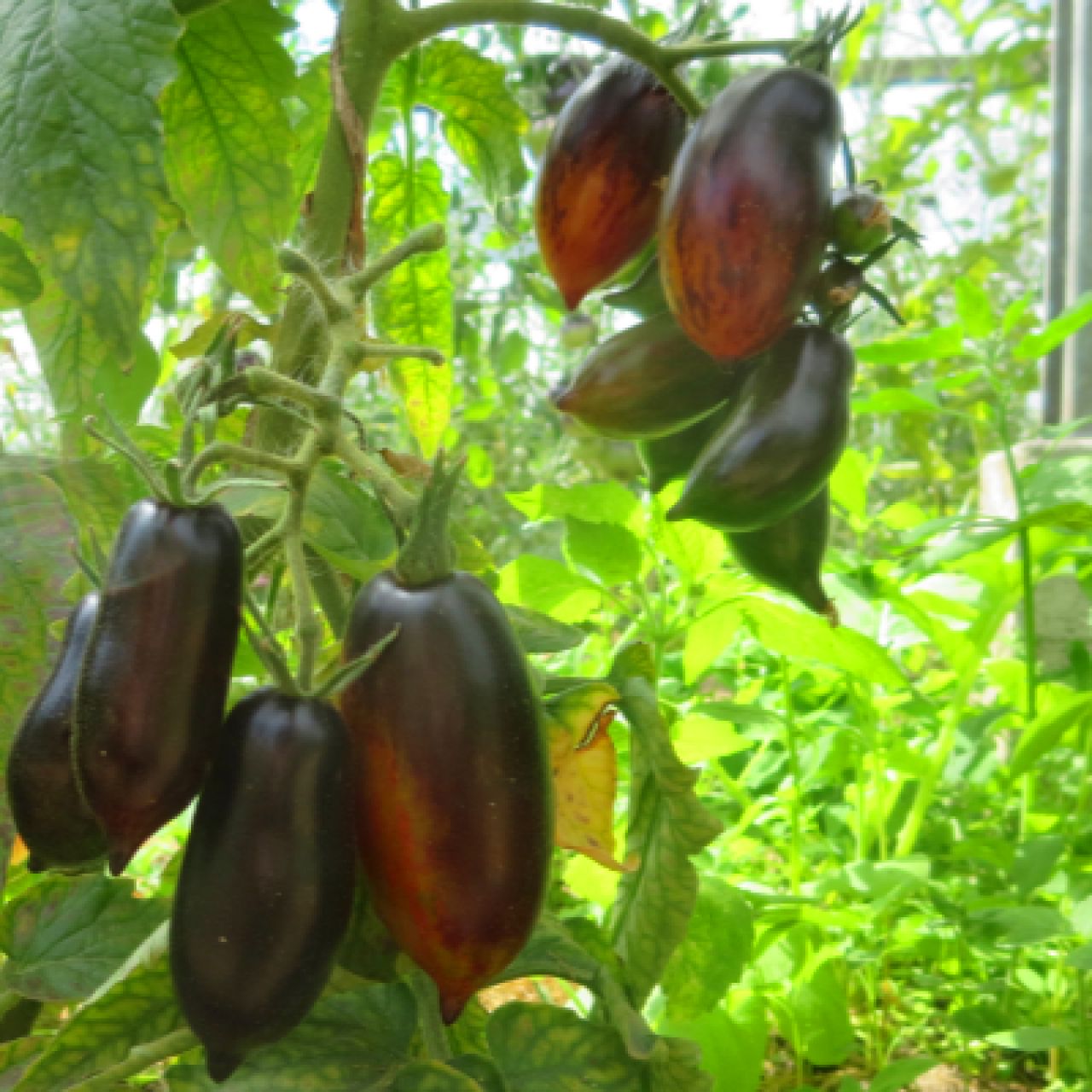 Saatgut / Samen von der Tomate Shadow Boxing