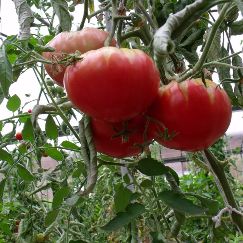 Saatgut / Samen von der Tomate Caspian Pink