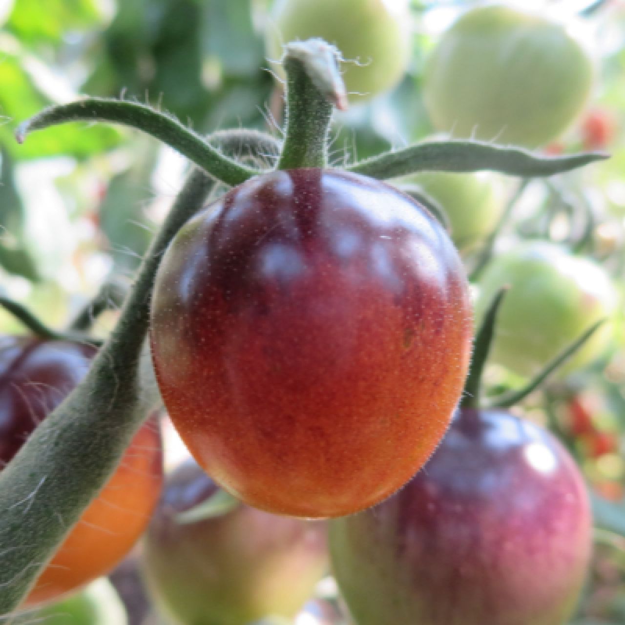 Saatgut / Samen von der Tomate Blue Ambrosia