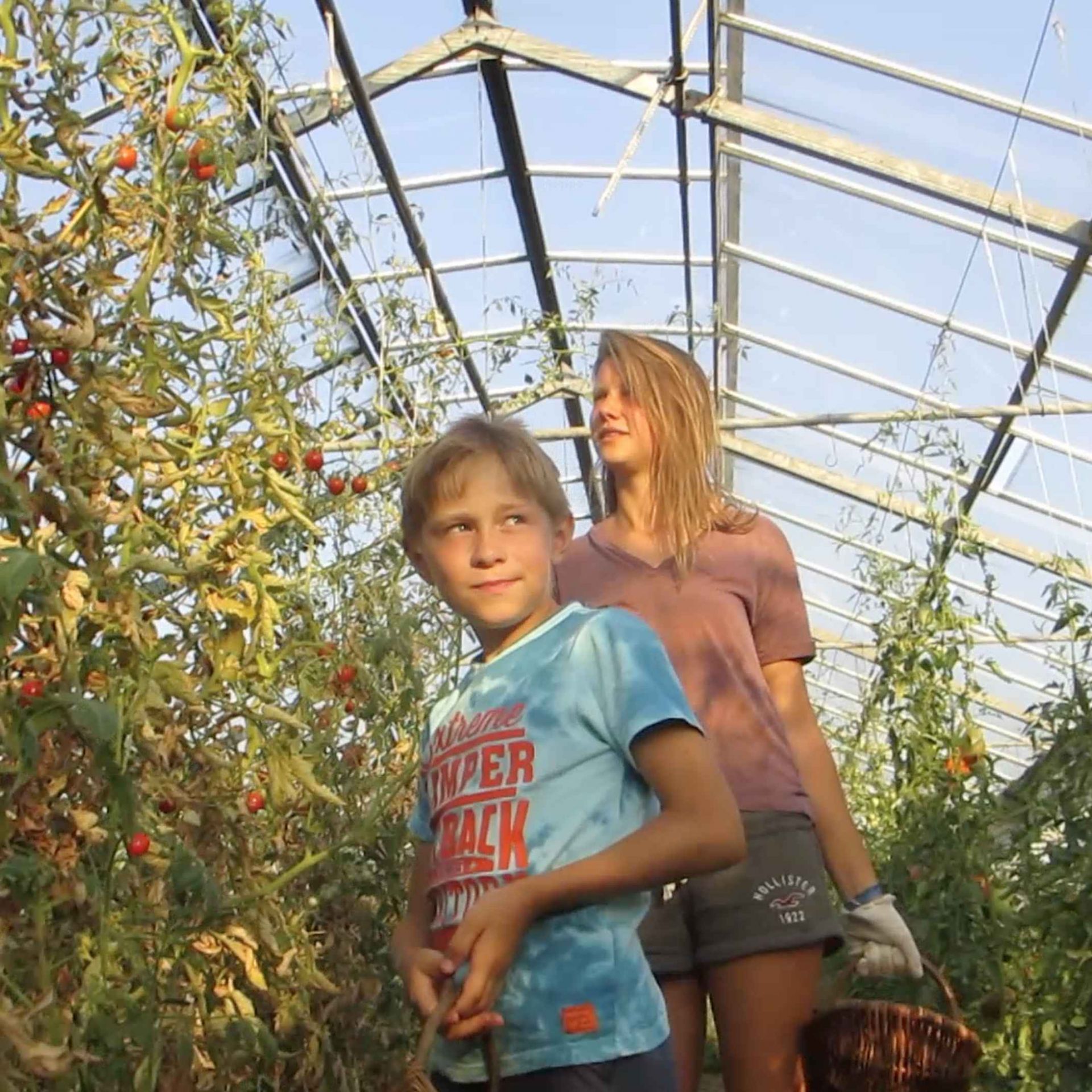 Saatgut / Samen von der Tomate Philamina