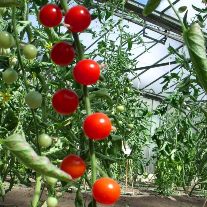 Saatgut / Samen von der Tomate Bolivian Obst Rot