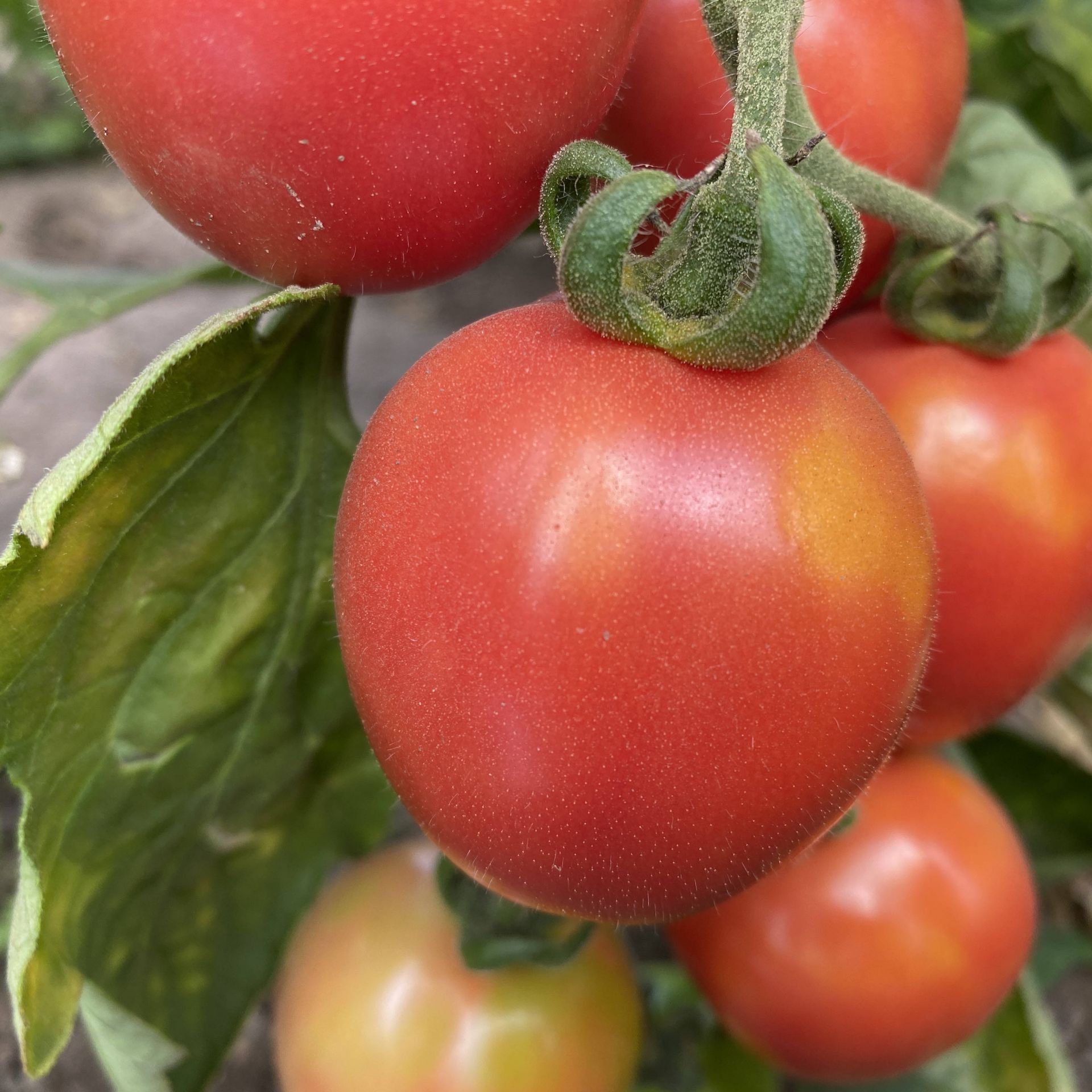 Saatgut / Samen von der Tomate German Lunch Box