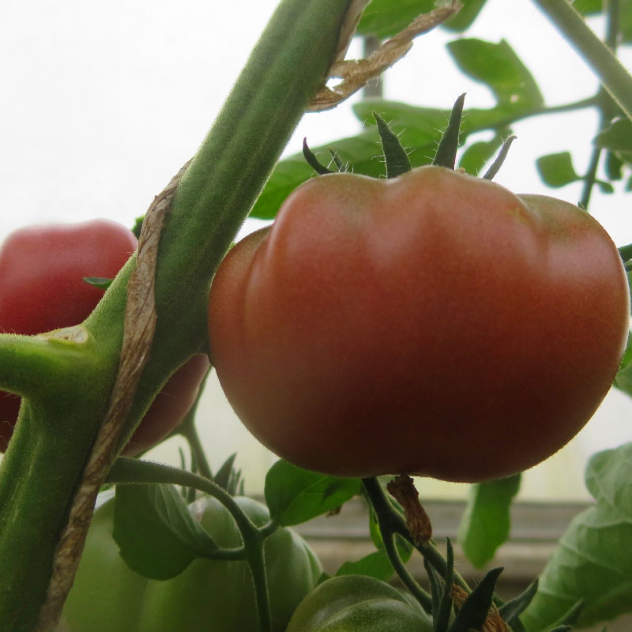 Saatgut / Samen von der Tomate Tim's Black Ruffles
