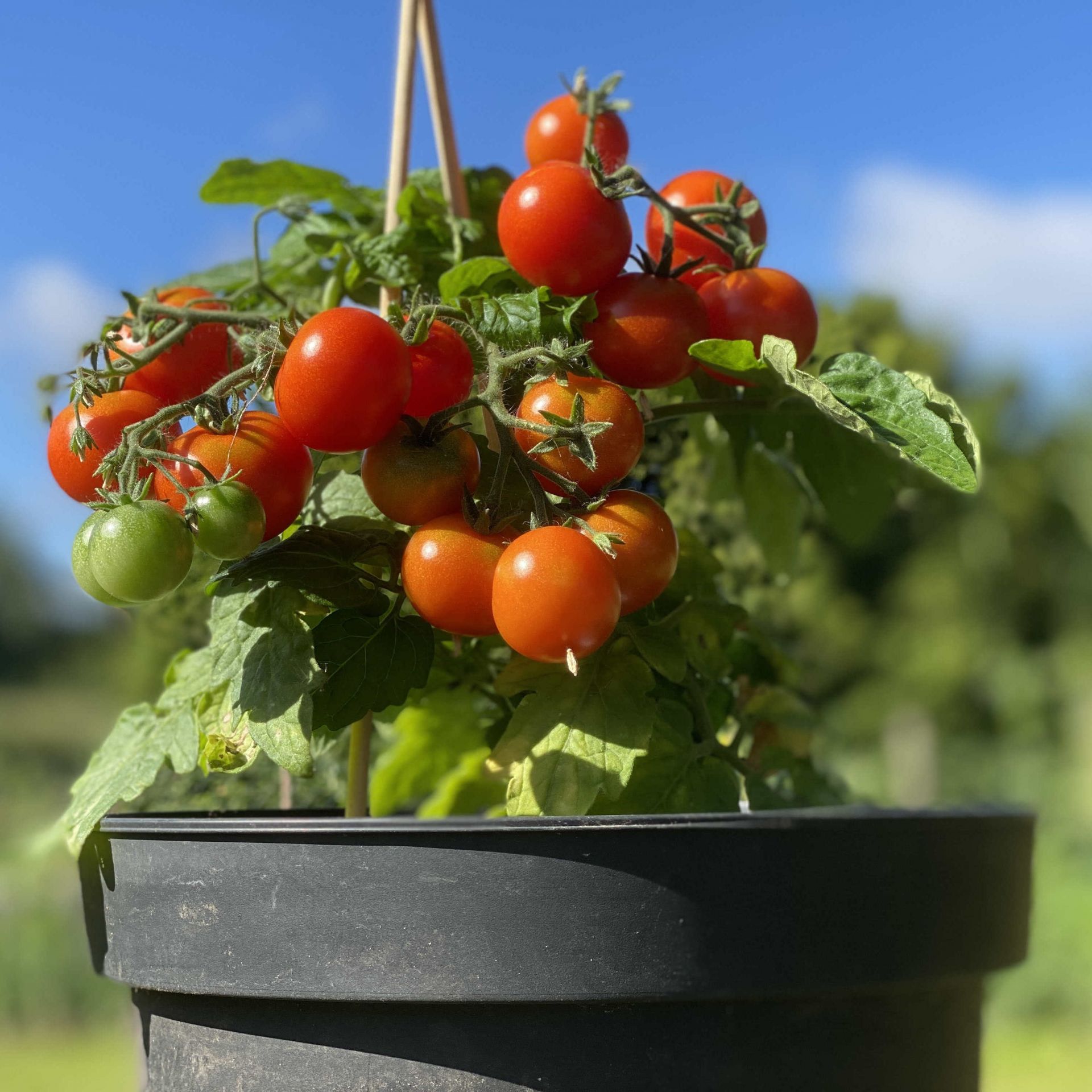 Saatgut / Samen von der Tomate Balconi Rot