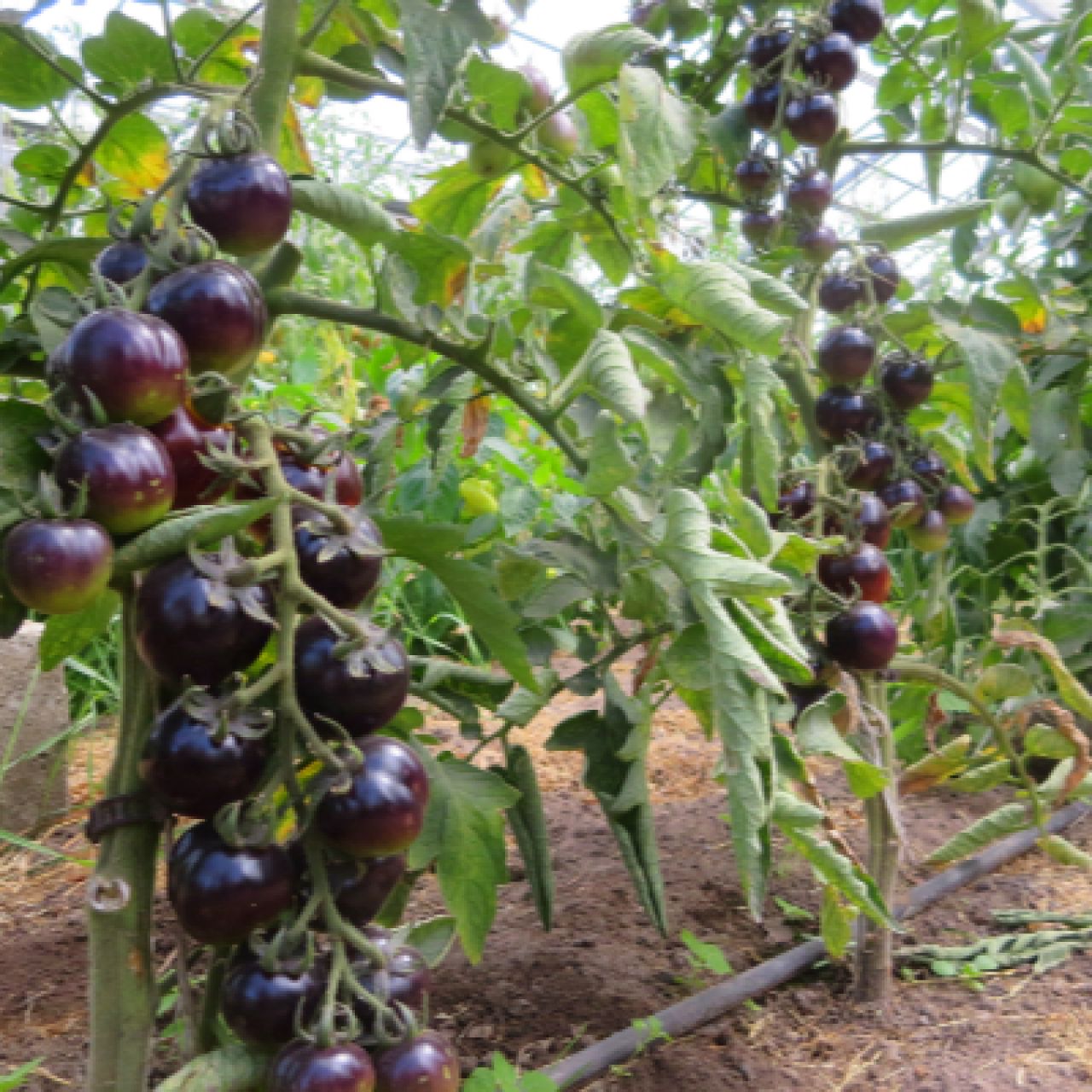 Saatgut / Samen von der Tomate Bosque Blue Bumblebee